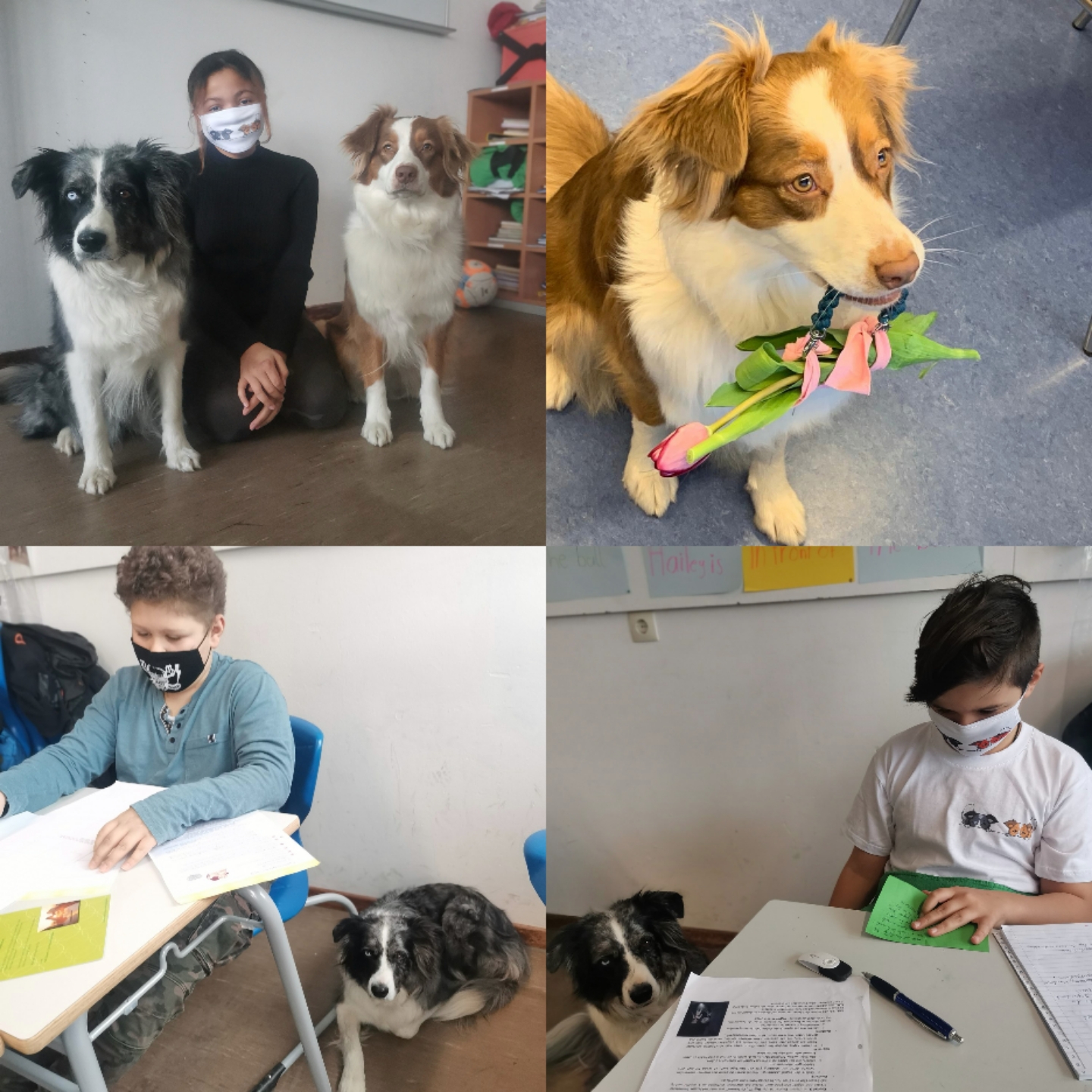 Ellys Schulhund – Städtische Elly-Heuss-Realschule